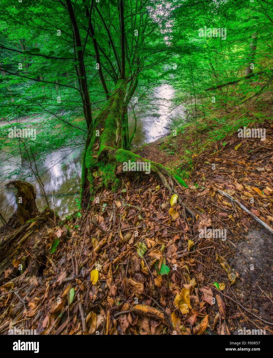 Sunlight In Deciduous Forest, Summer Nature. Sunny Trees Of Wild Forest ...