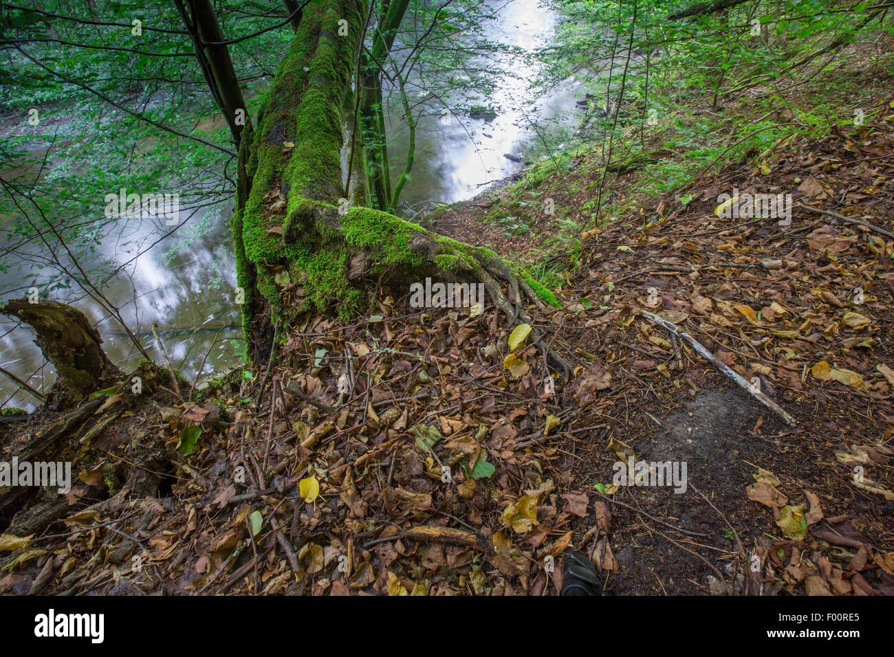 Sunlight In Deciduous Forest, Summer Nature. Sunny Trees Of Wild Forest ...