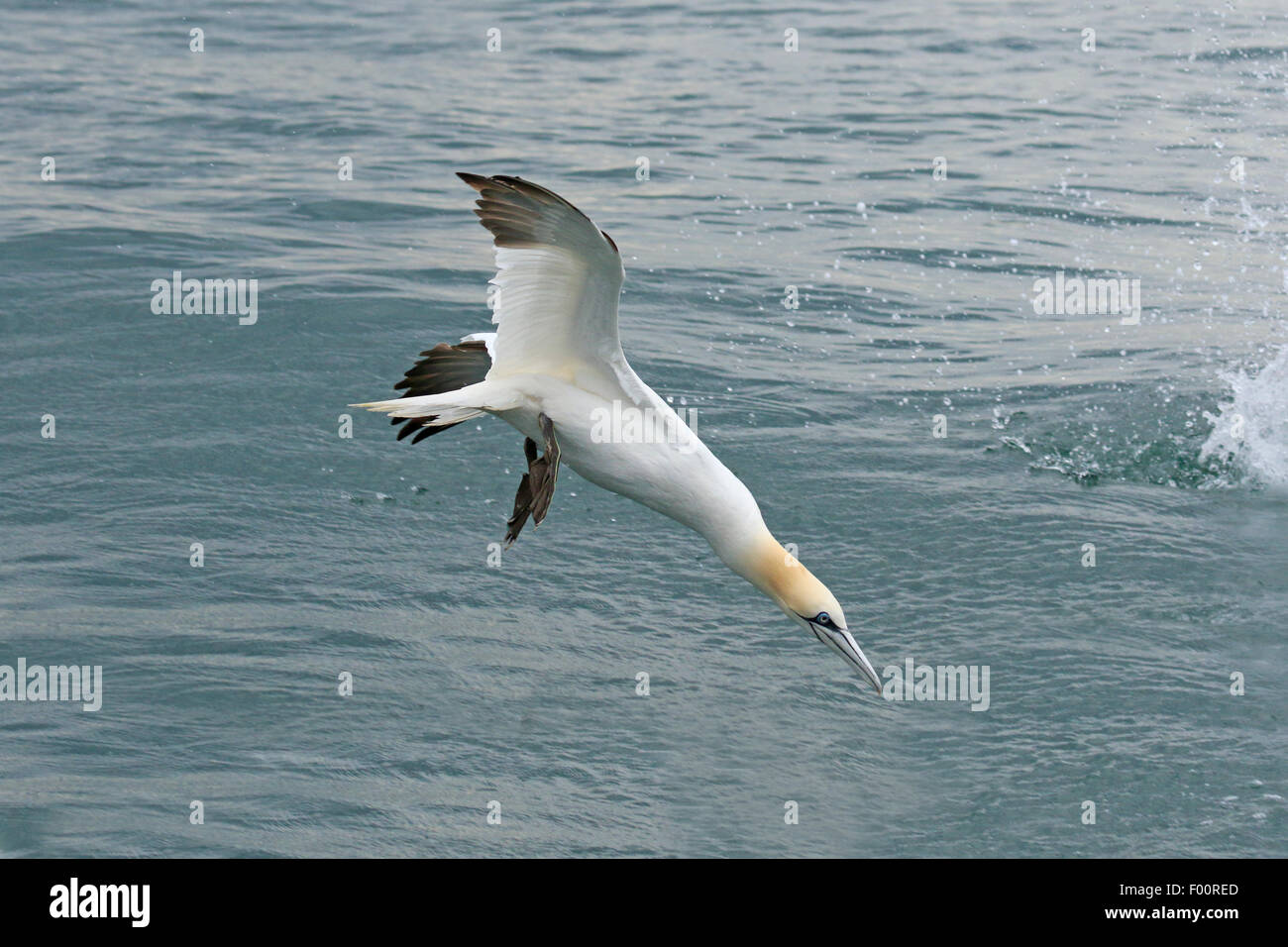 Gannet diving hi-res stock photography and images - Alamy