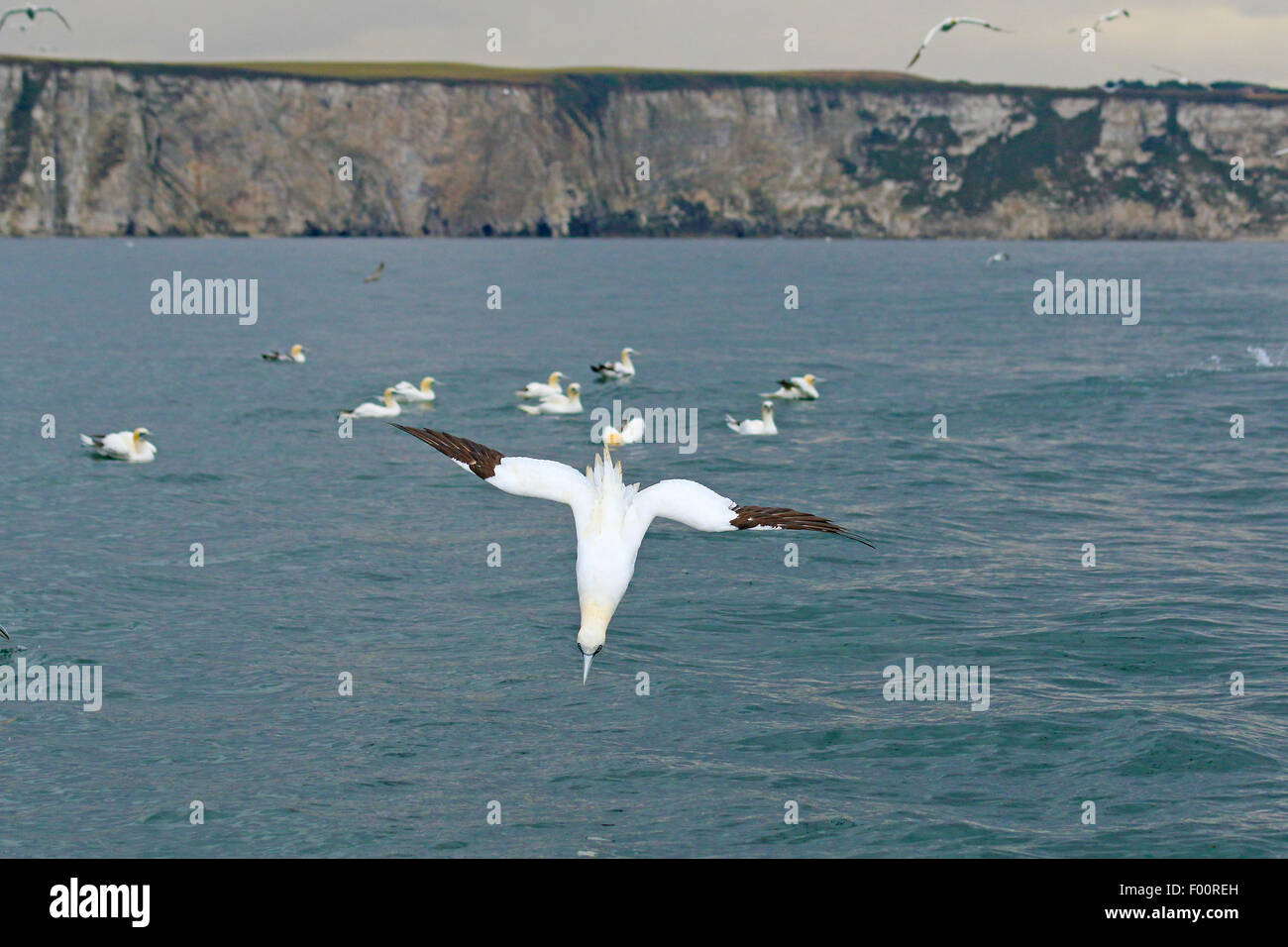 Adult Northern Gannet diving into the North Sea after fish Stock Photo ...