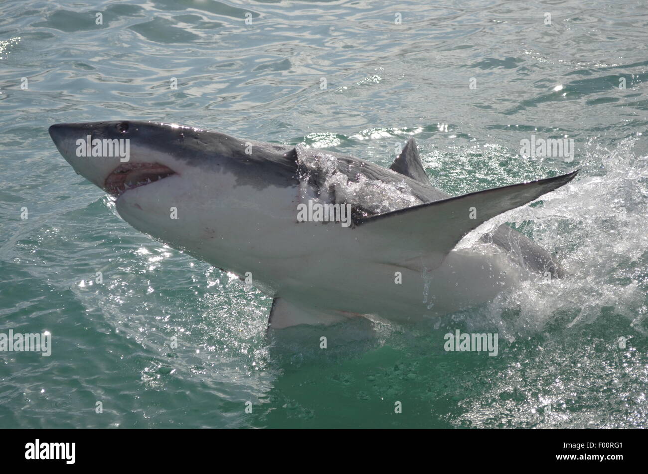 Great white shark jaws open mouth hi-res stock photography and images ...