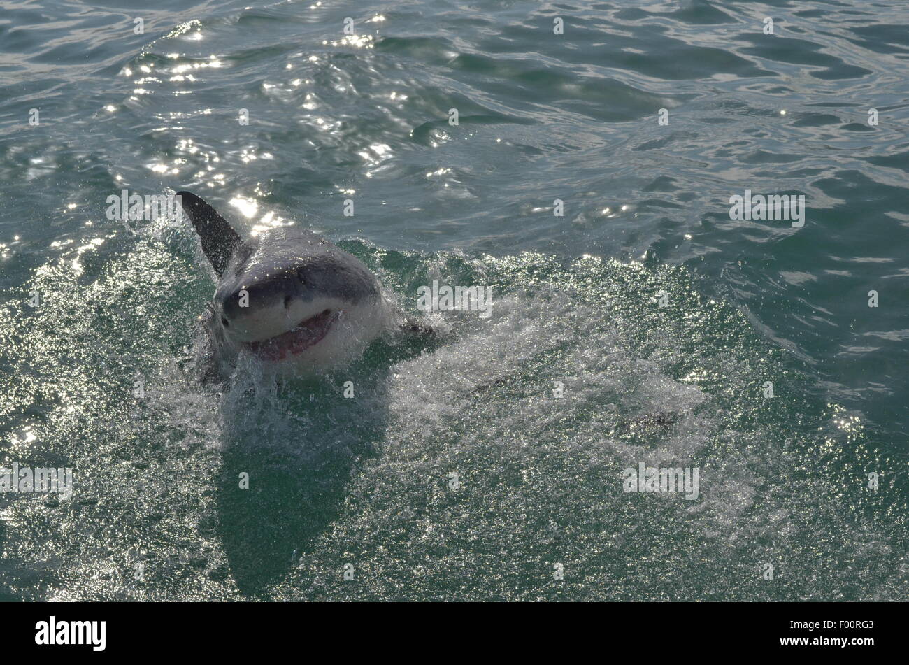 Great white shark jaws open mouth hi-res stock photography and images ...