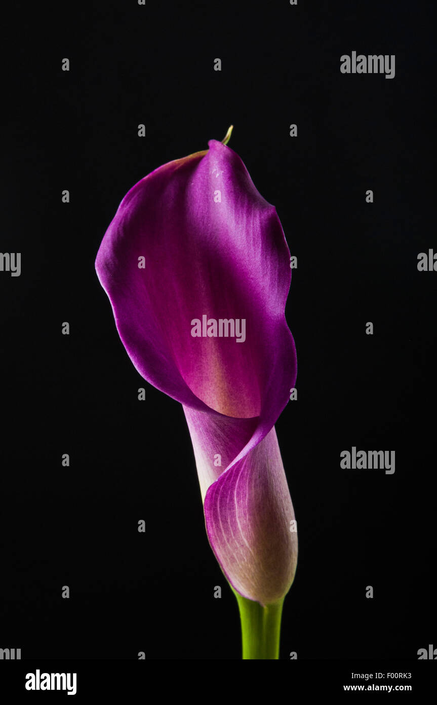 Purple calla lily hi-res stock photography and images - Alamy