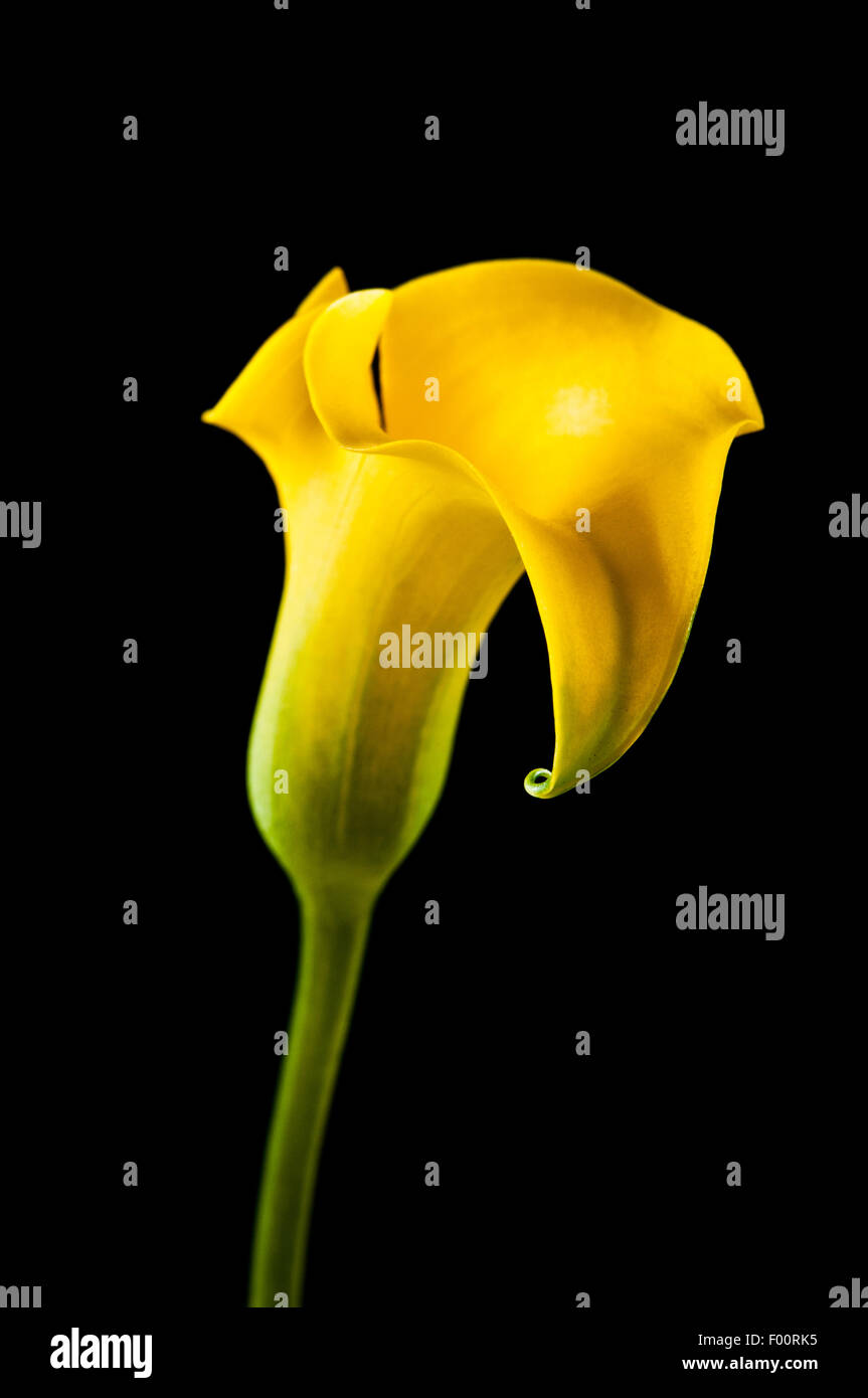 yellow Calla flower Stock Photo - Alamy