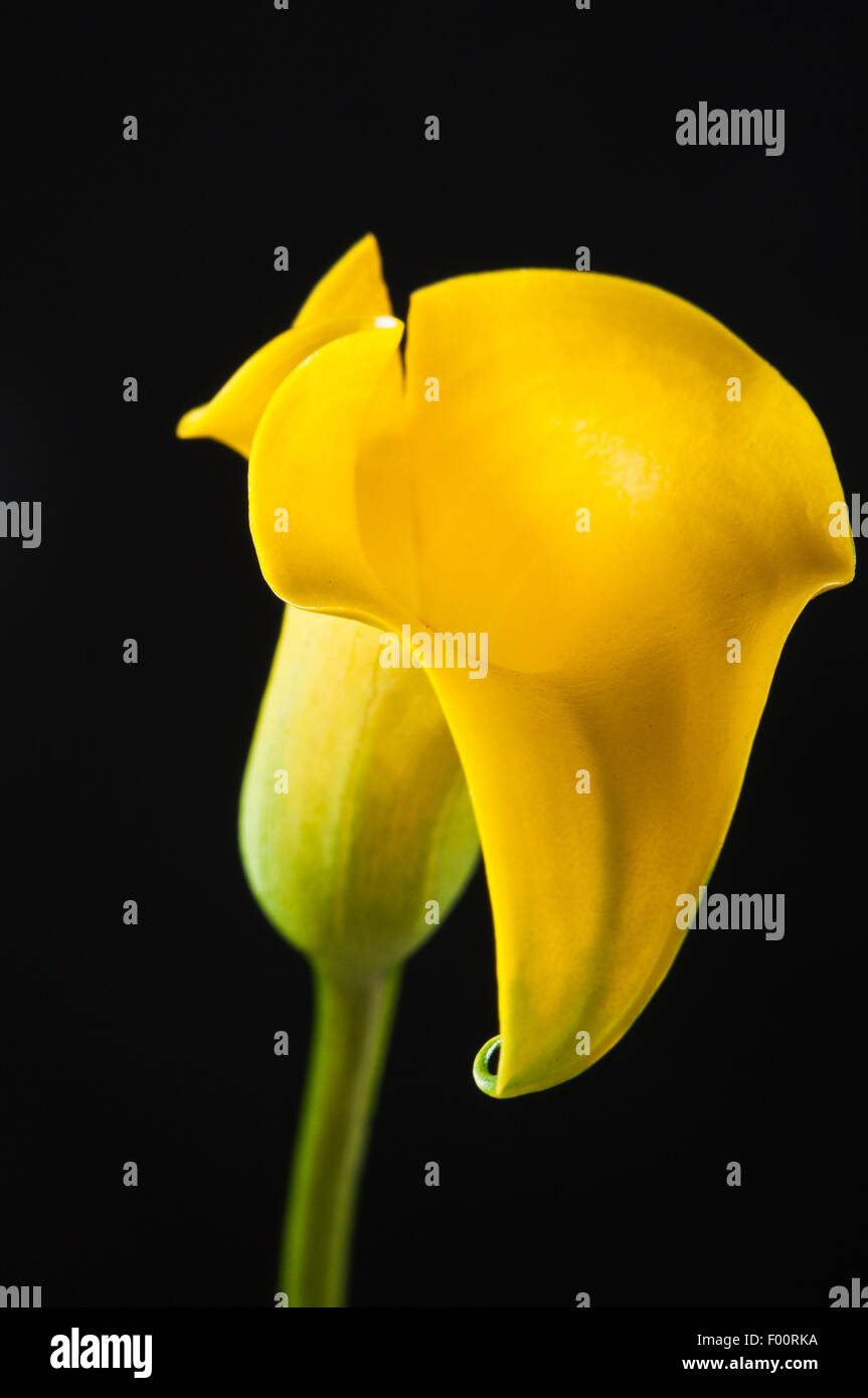 yellow Calla flower Stock Photo - Alamy