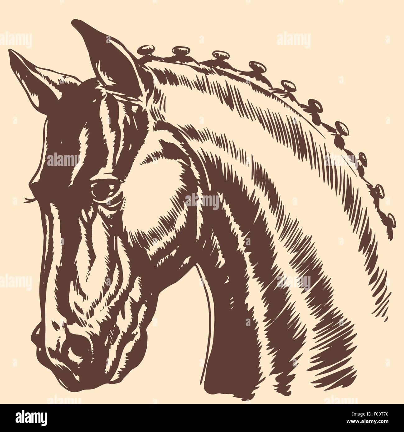 Thoroughbred horse head profile racing exhibition mane. Profile ...