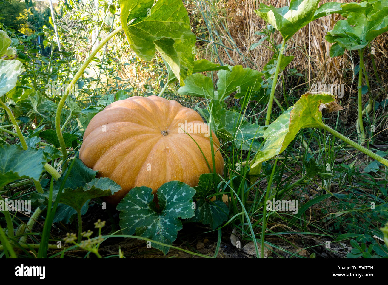 Musquee de Provence pumpkin, winter squash Cucurbita moschata growing ...