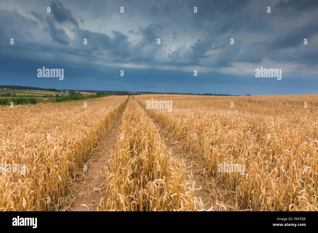 Storm clouds over wheat field. Danger weather with dark sky over fields ...