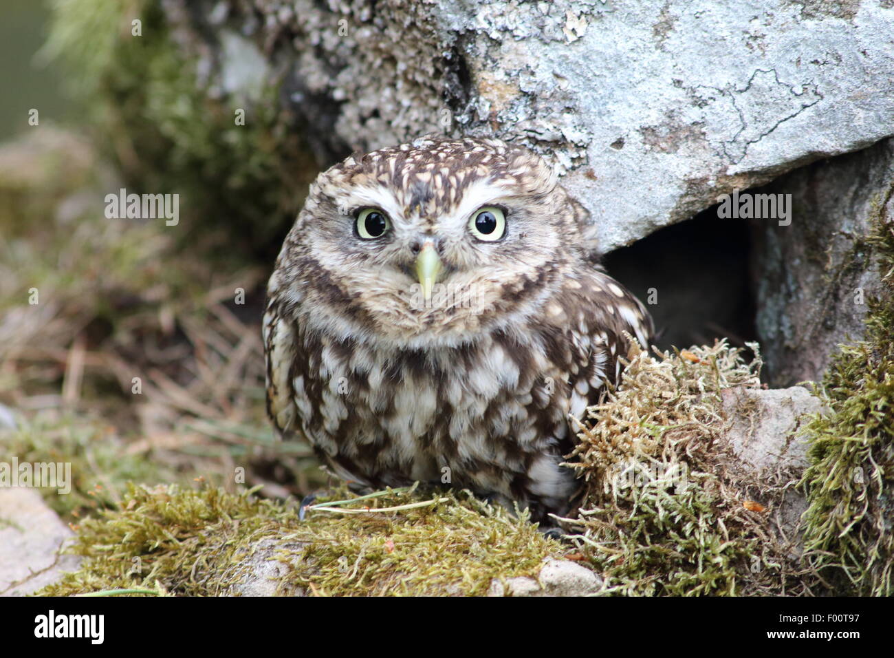 A landscape photograph of a Little Owl in its home Stock Photo - Alamy