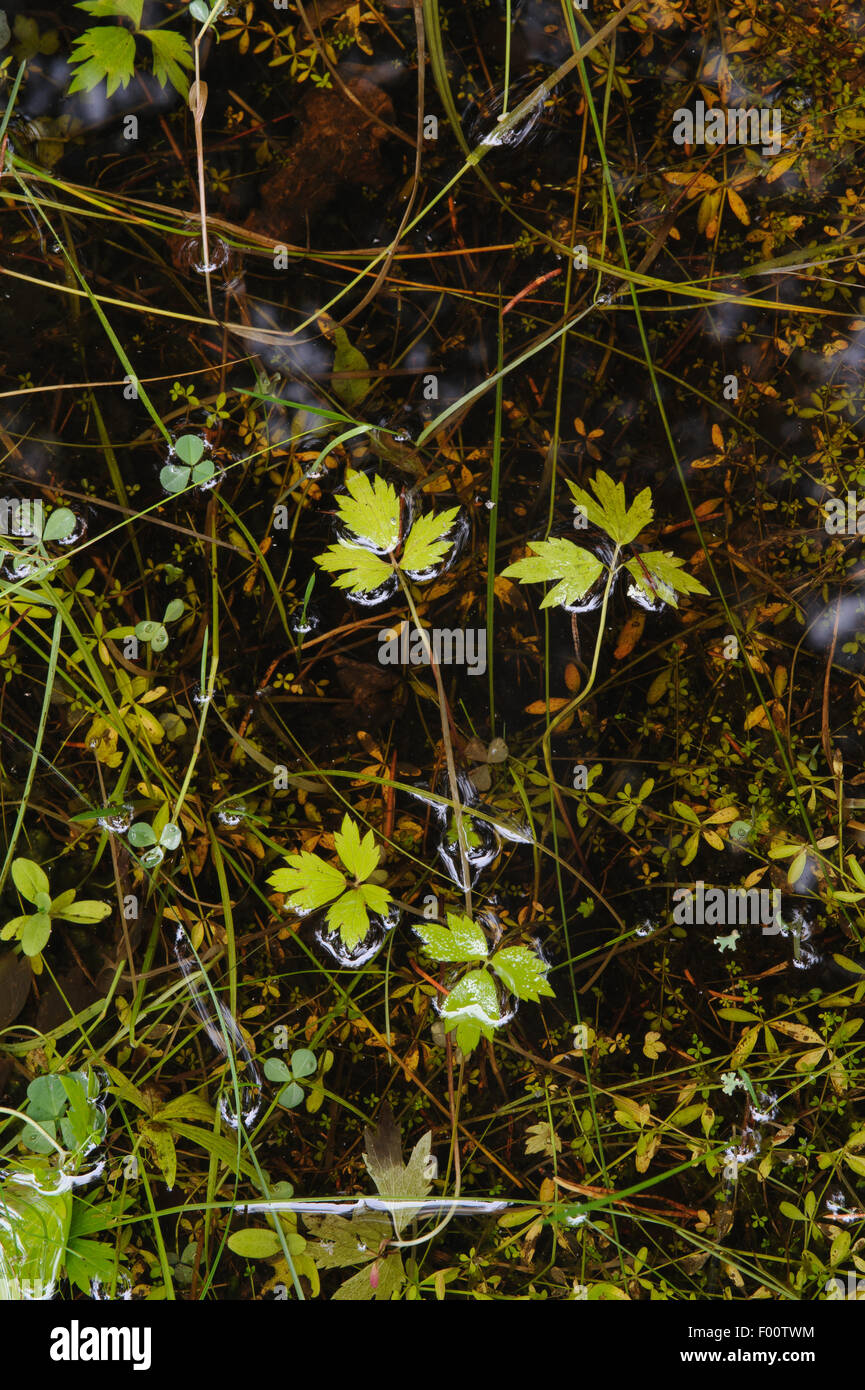 Pond plants deep under the water Stock Photo - Alamy