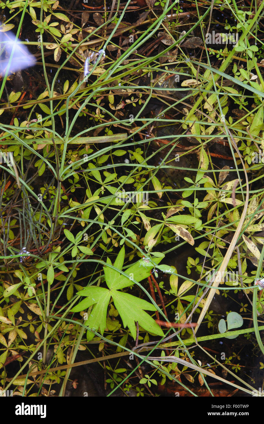 Pond plants deep under the water Stock Photo - Alamy