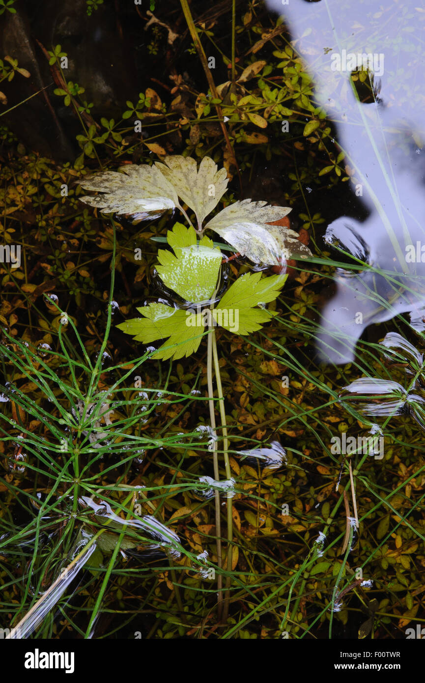 Pond plants deep under the water Stock Photo - Alamy