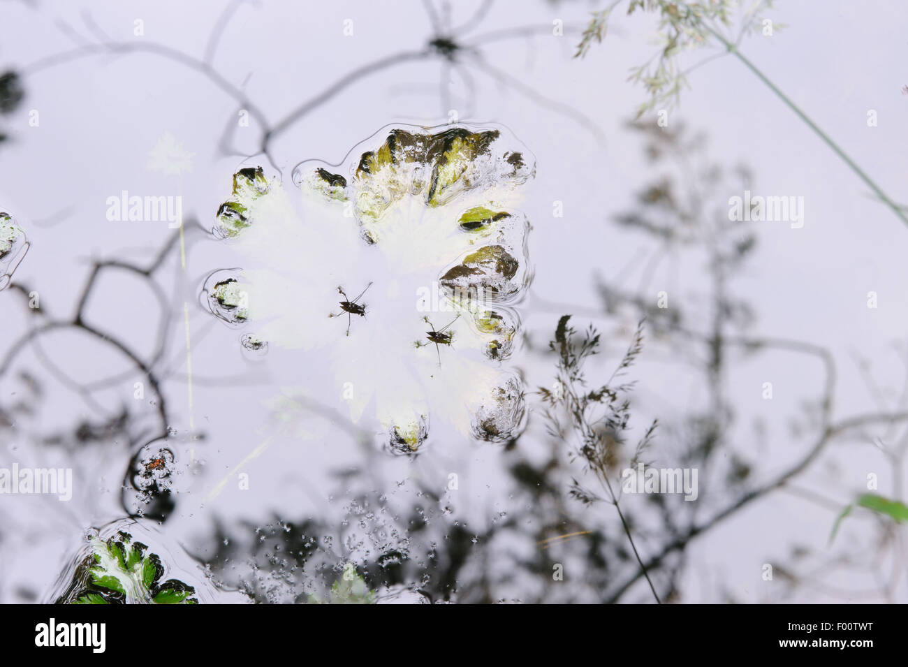 Surface of the pond with two water striders and reflections of plants ...
