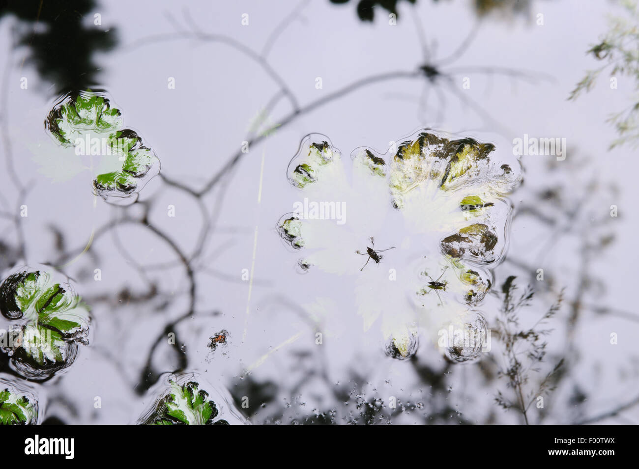 Surface of the pond with two water striders and reflections of plants ...