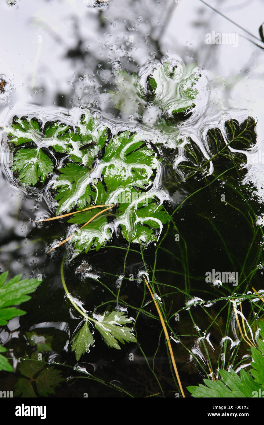 Pond plants deep under the water Stock Photo - Alamy