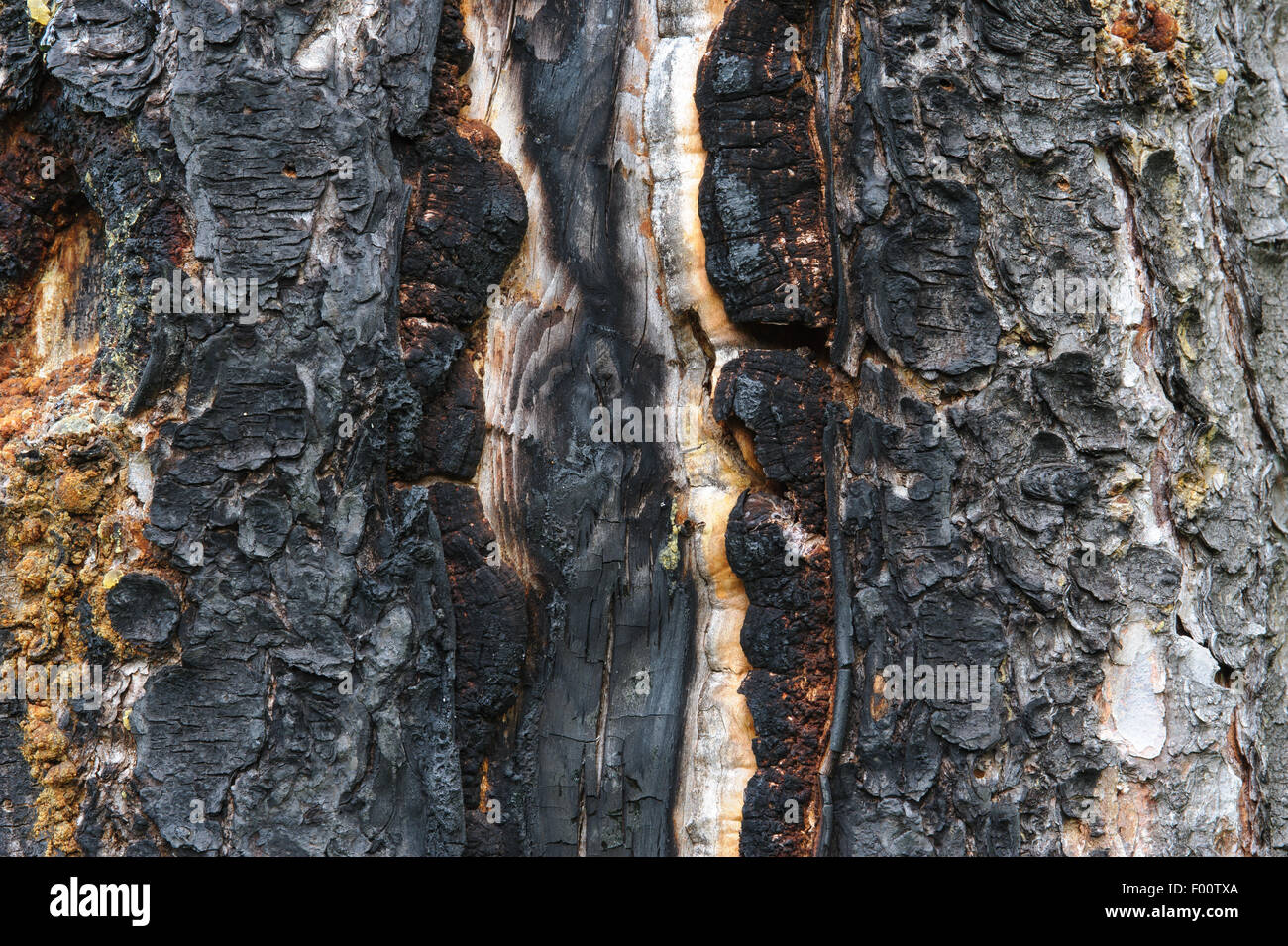 Close up background of burnt pine tree surface Stock Photo - Alamy