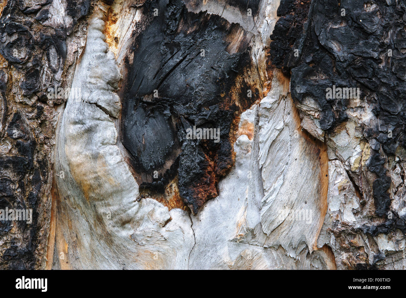 Close up background of burnt pine tree surface Stock Photo - Alamy