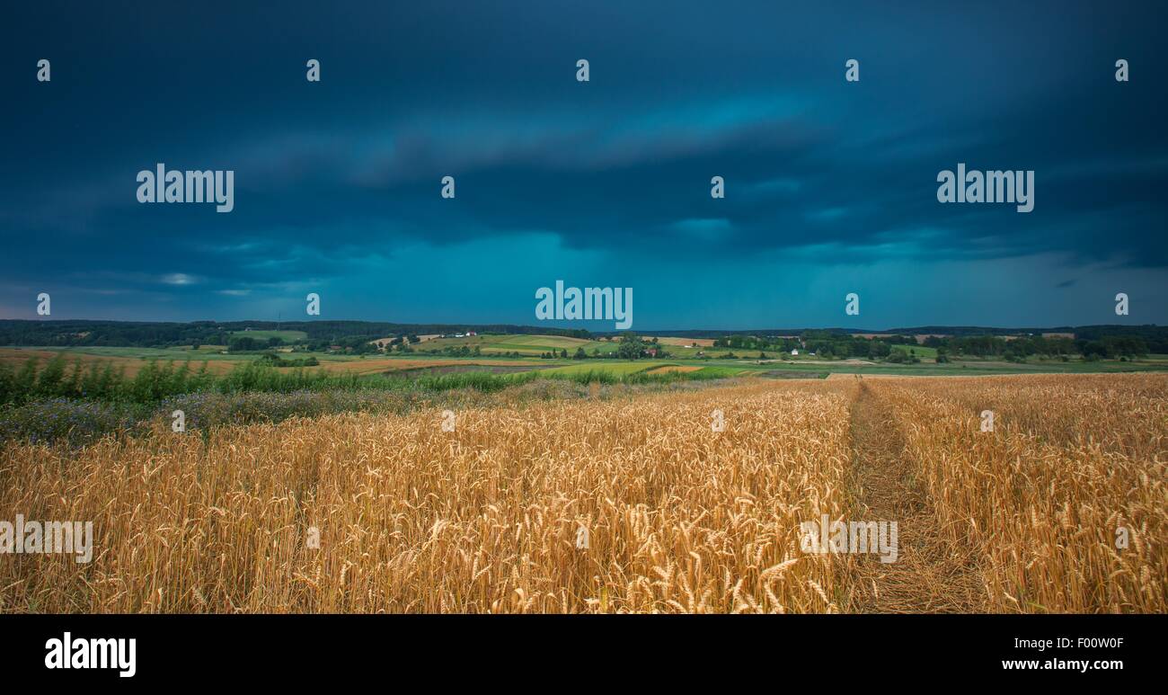 Storm clouds over wheat field. Danger weather with dark sky over fields ...