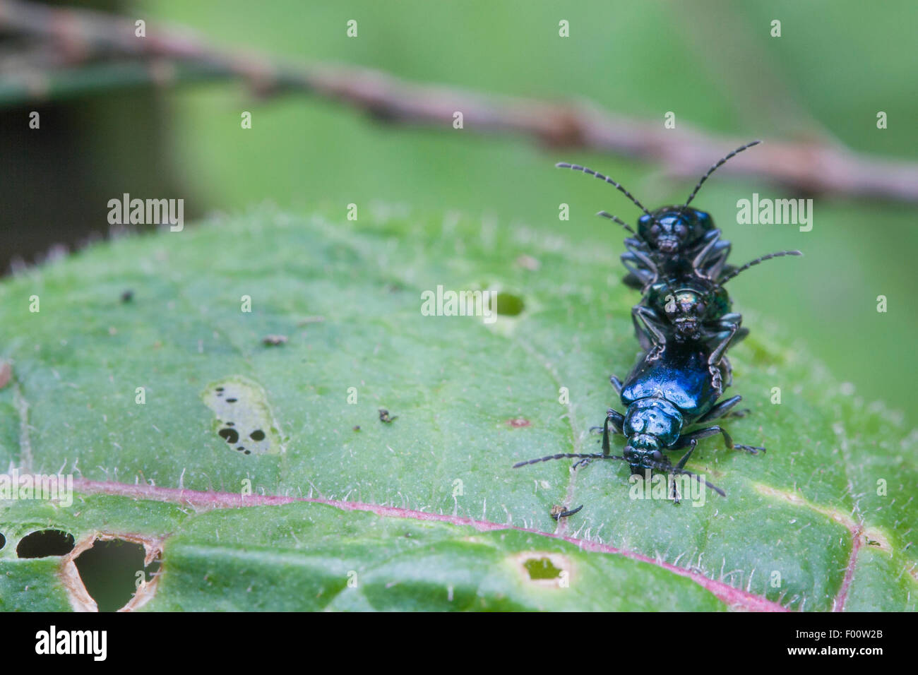 Mating Beetle High Resolution Stock Photography and Images - Alamy