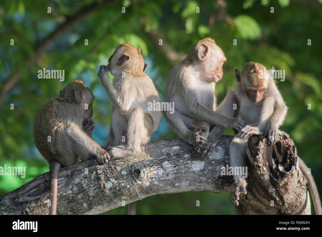 Four monkeys hi-res stock photography and images - Alamy
