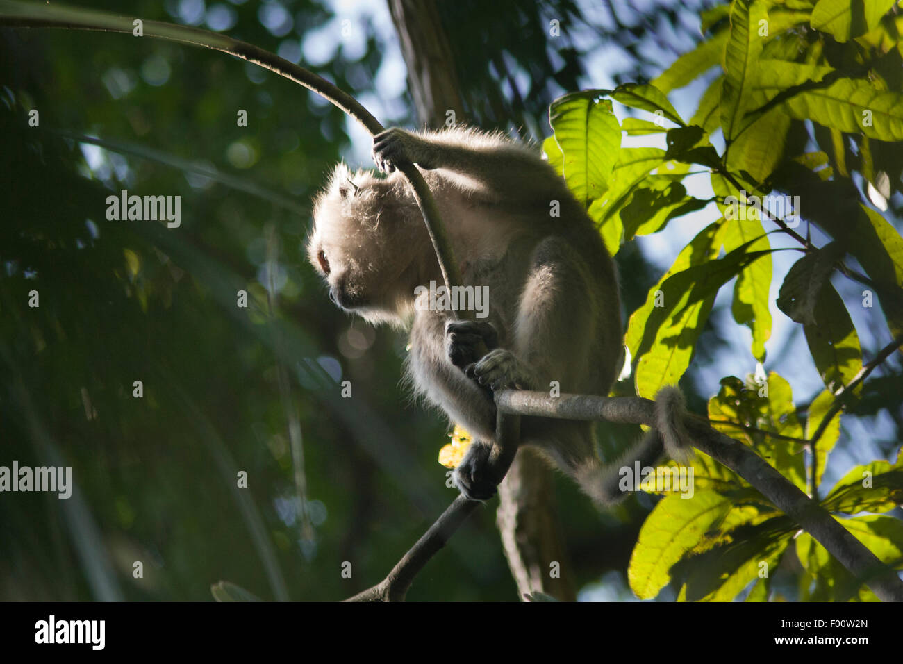 Crab-eating macaque looking down from the forest canopy Stock Photo - Alamy