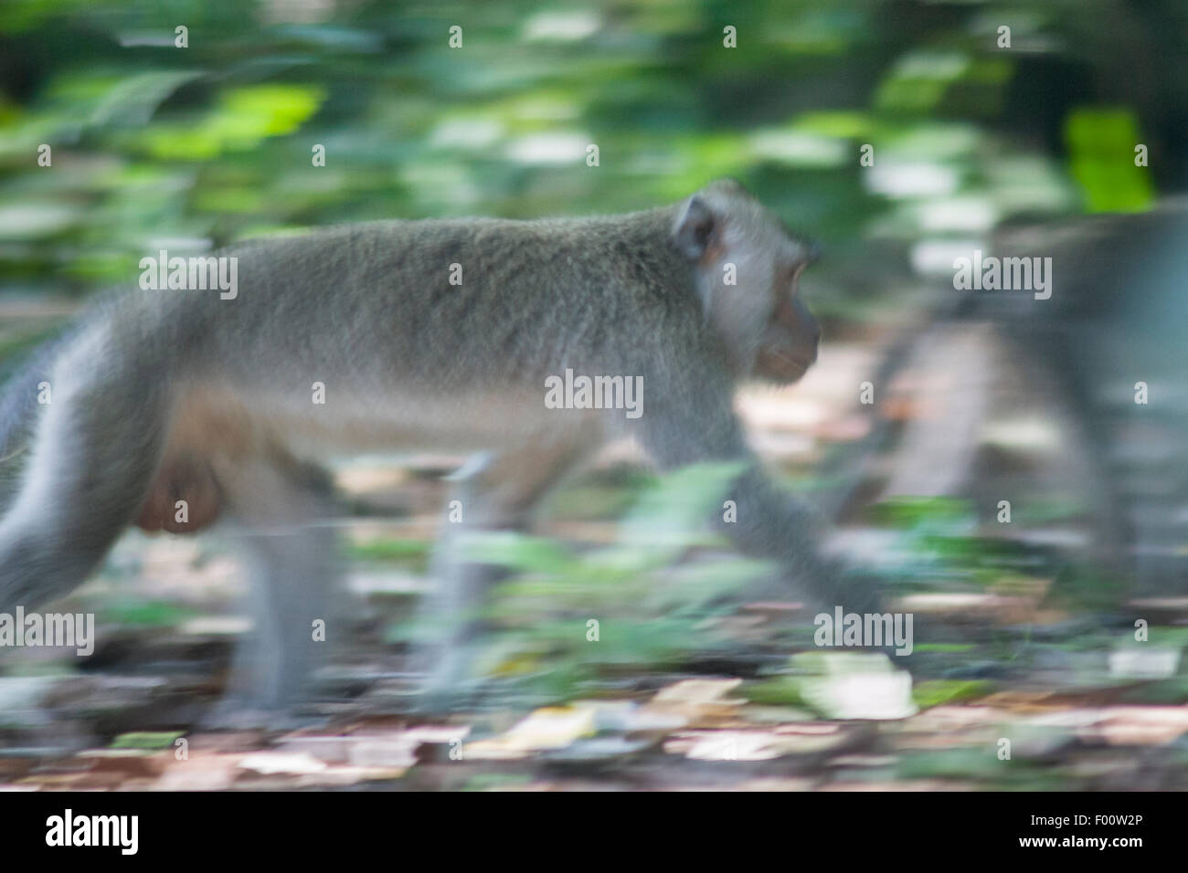 Macaque foraging hi-res stock photography and images - Alamy