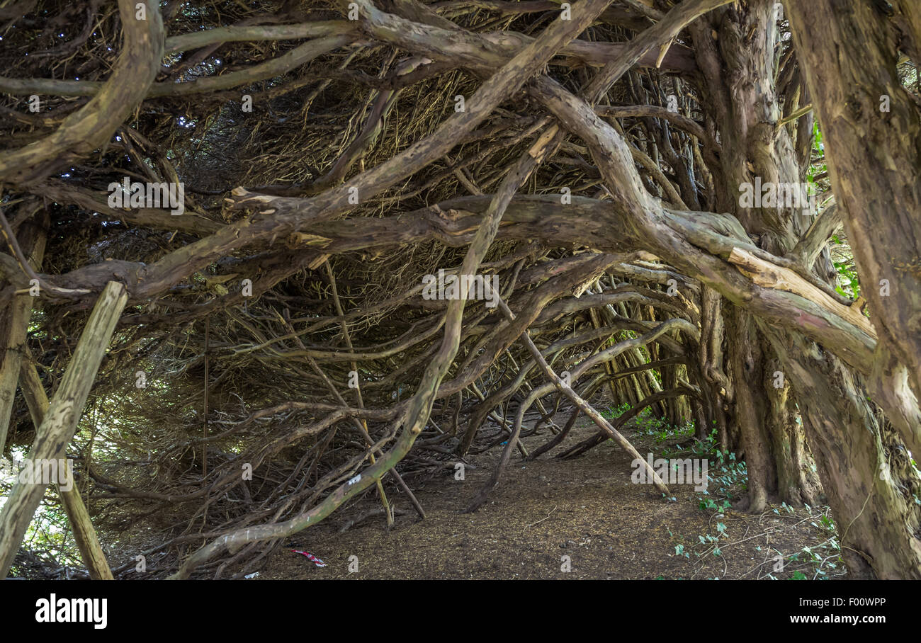 Under a row of Hew trees with branches Stock Photo - Alamy