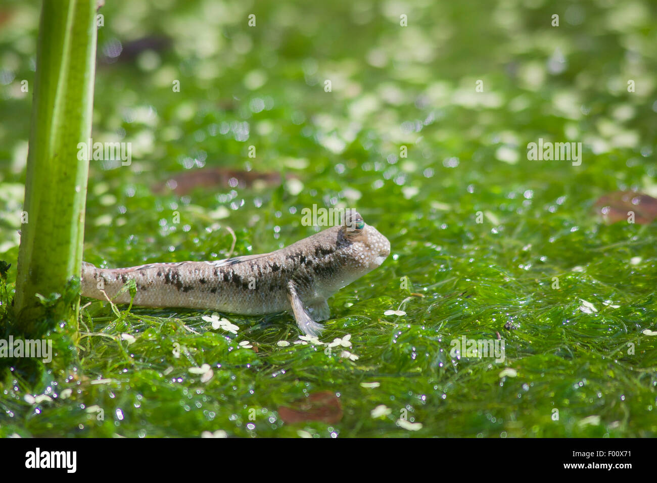 A mudskipper propping itself up on its pectoral fins Stock Photo - Alamy