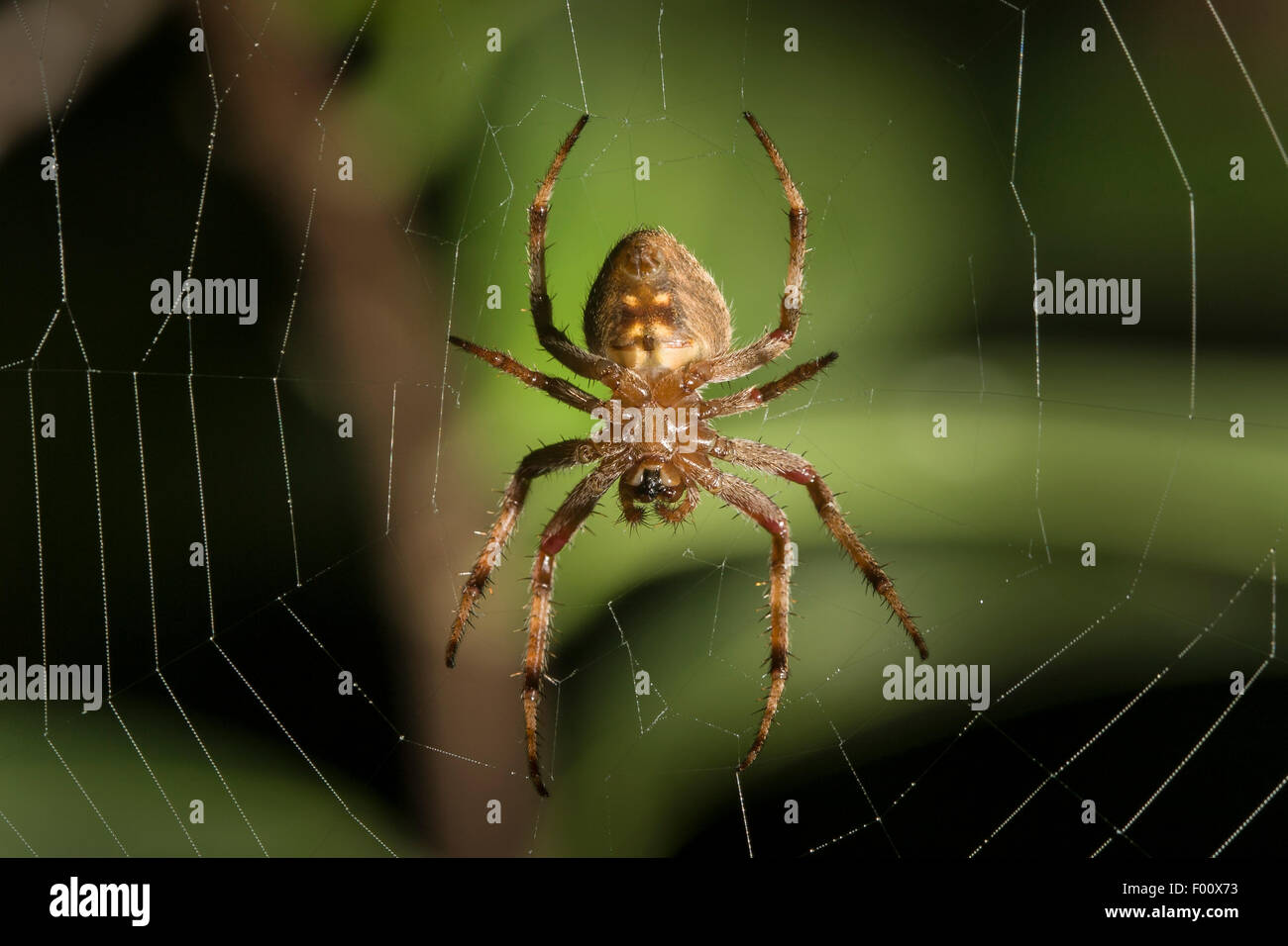 Underside of an orb-weaving spider Stock Photo - Alamy