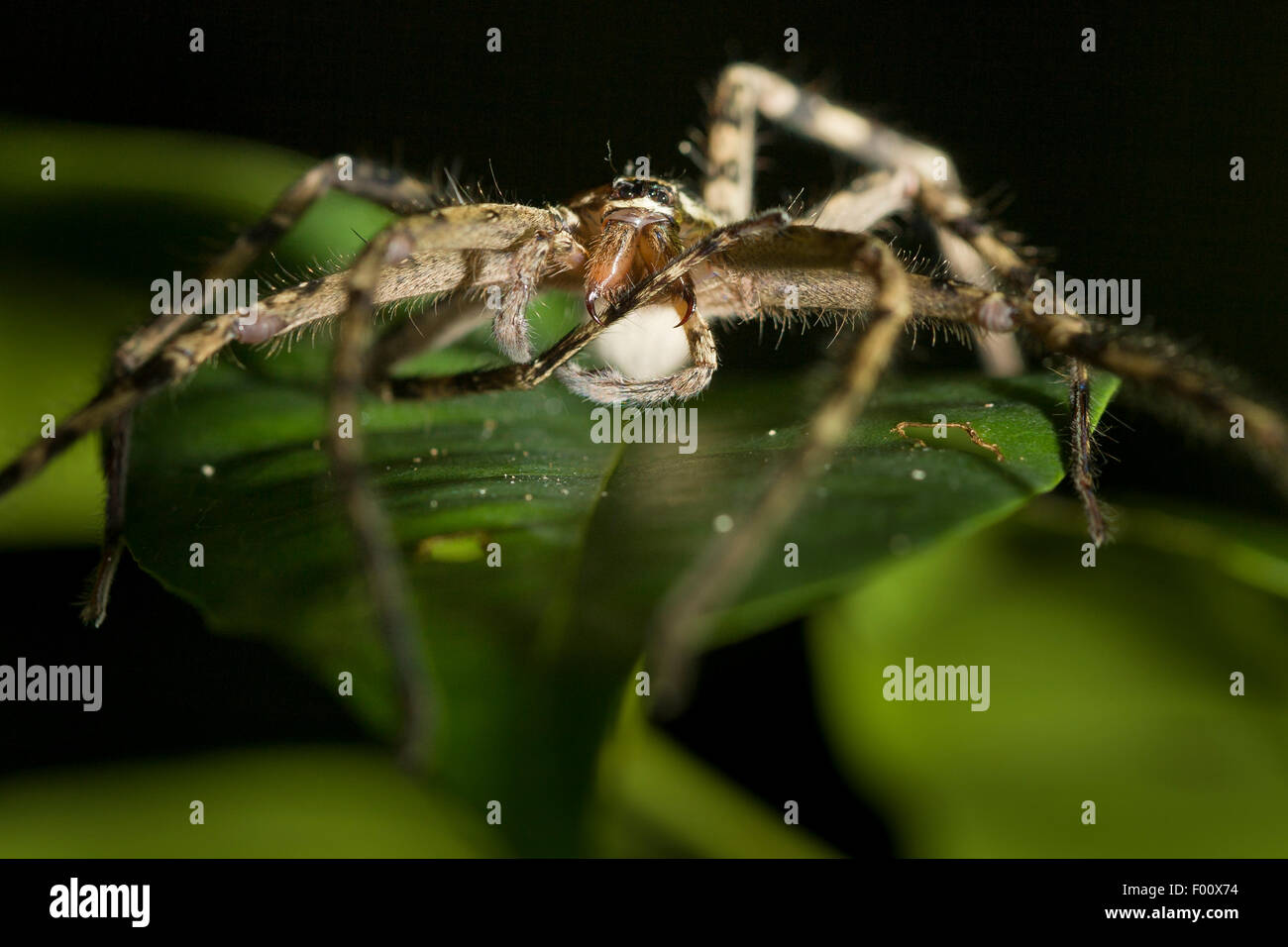 A large spider cleaning itself Stock Photo - Alamy