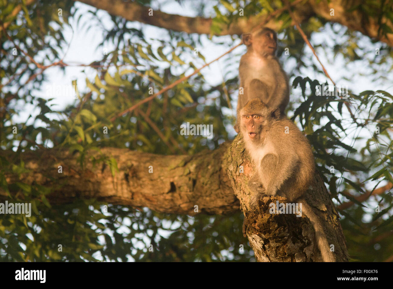 A surprised-looking monkey Stock Photo - Alamy