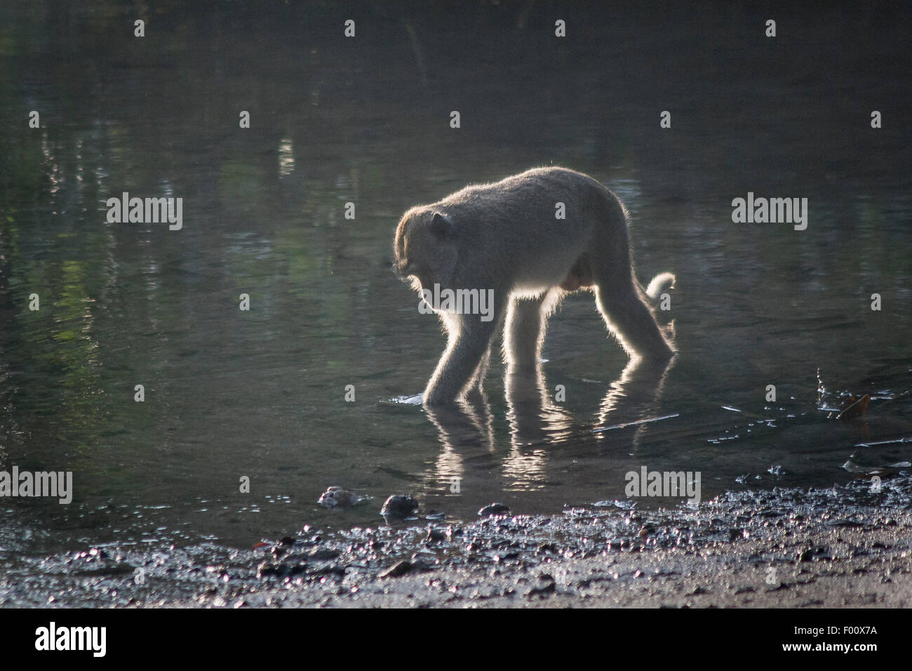 Foraging macaque hi-res stock photography and images - Alamy