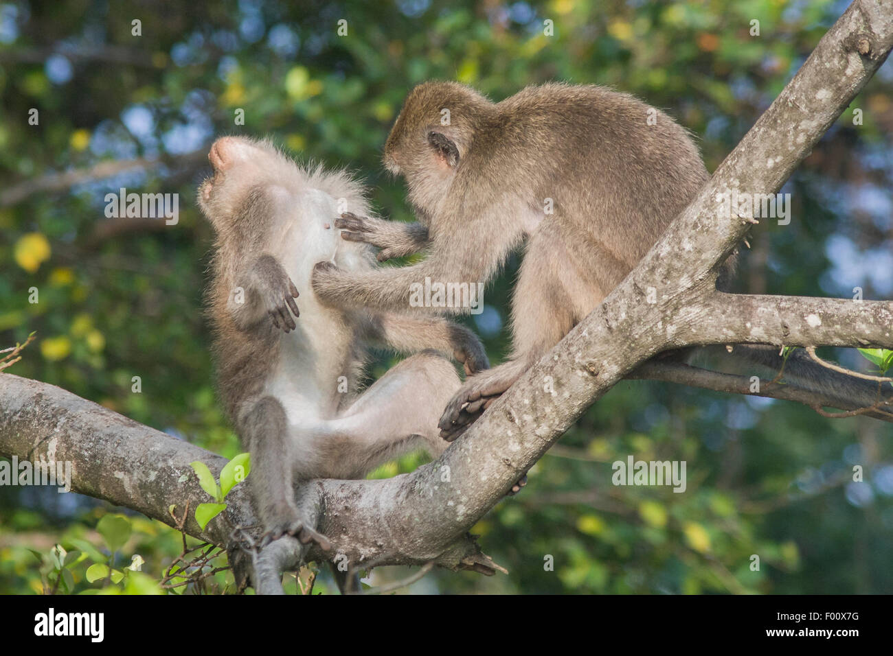 Two long tailed crab eating macaques macaca hi-res stock photography ...