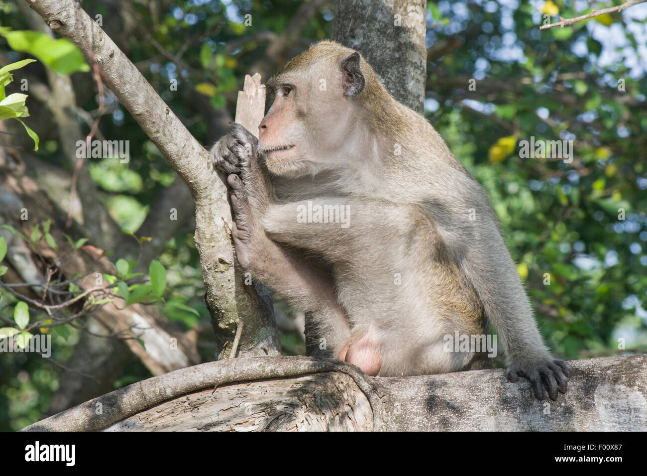 Male crab eating macaque hi-res stock photography and images - Alamy