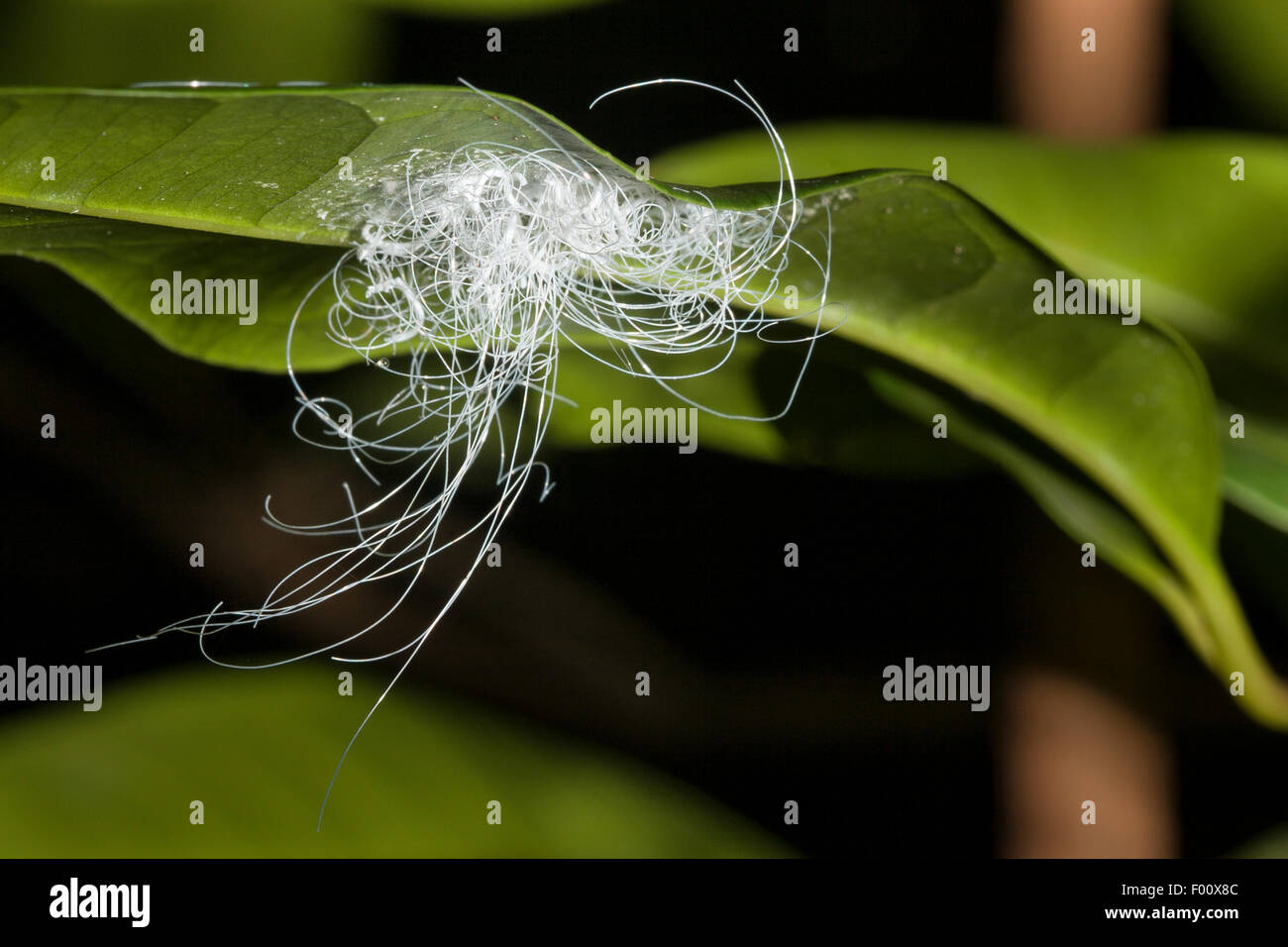 Exudate hi-res stock photography and images - Alamy