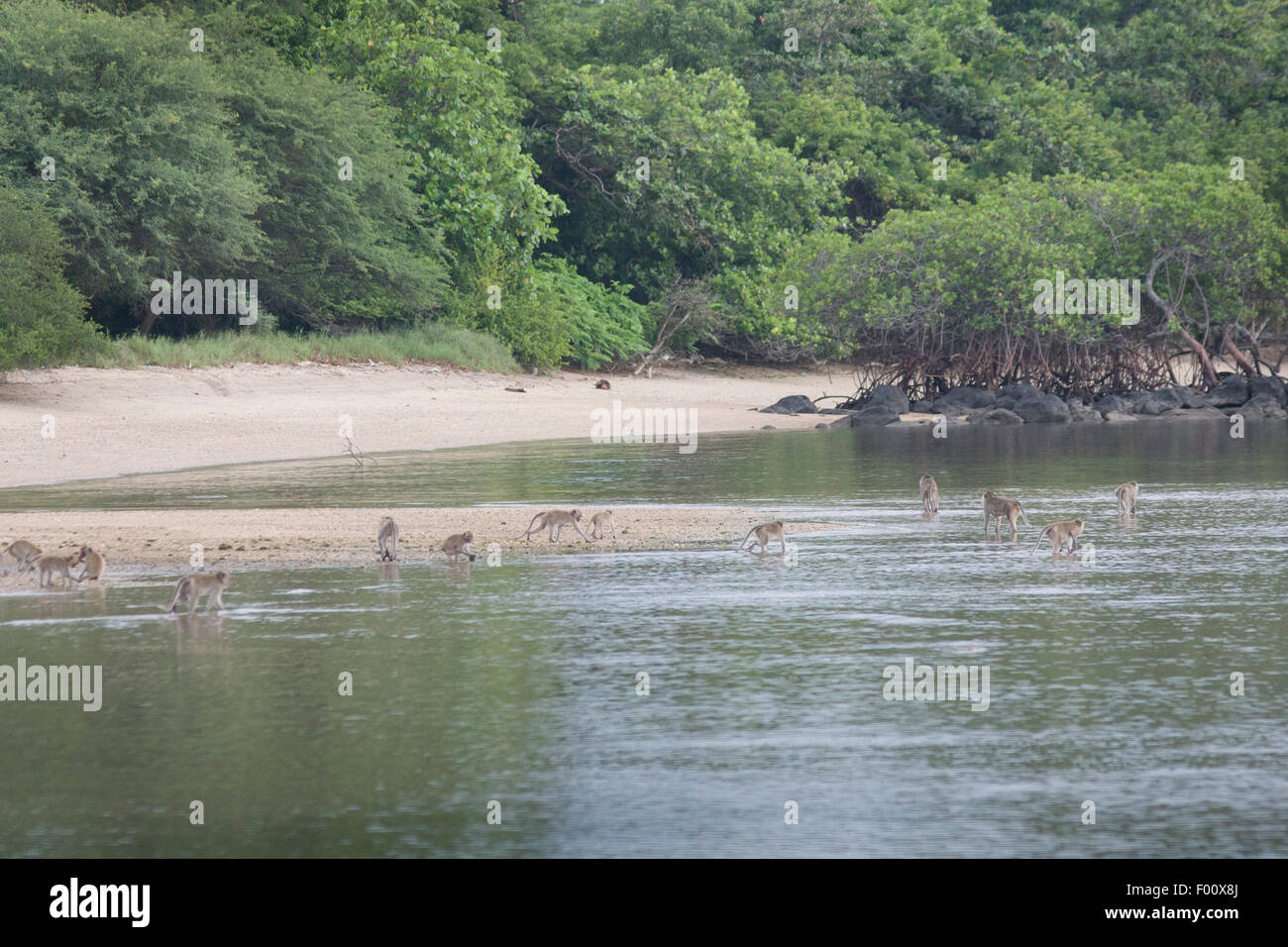 Troupe of crab-eating macaques foraging for food along the coast in ...