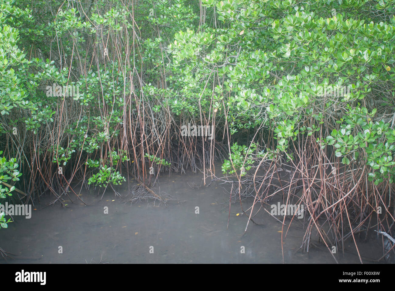 A tangle of mangrove roots, Baluran National Park, Java, Indonesia ...