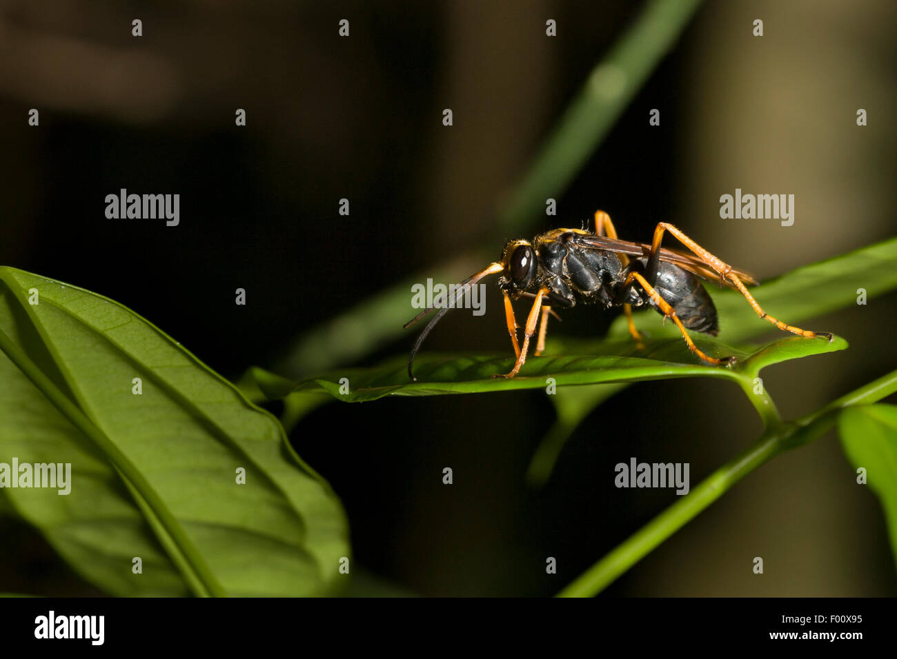 Large wasp hi-res stock photography and images - Alamy