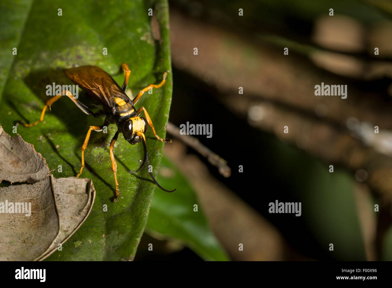 A large wasp Stock Photo - Alamy