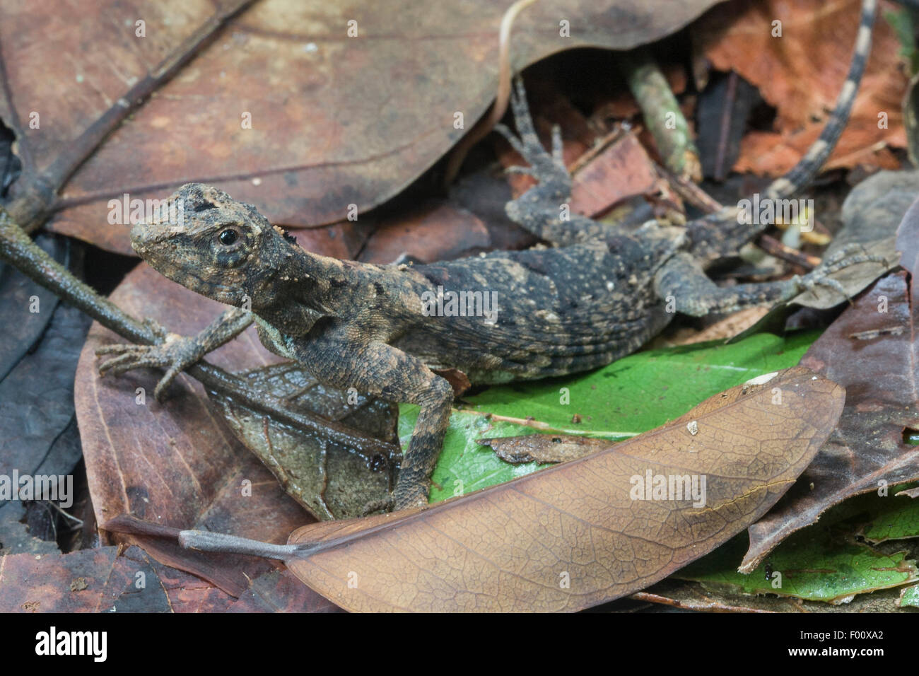 Giant Gliding Lizard