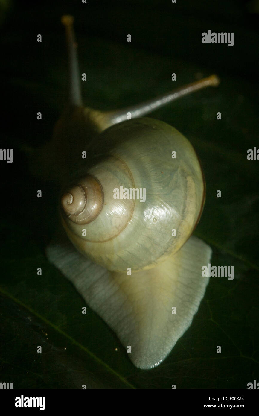 A snail on the move at night Stock Photo - Alamy