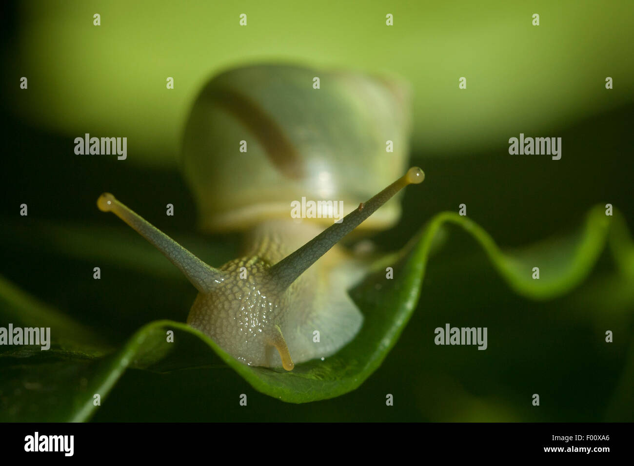 Snail tentacle tentacles hi-res stock photography and images - Alamy
