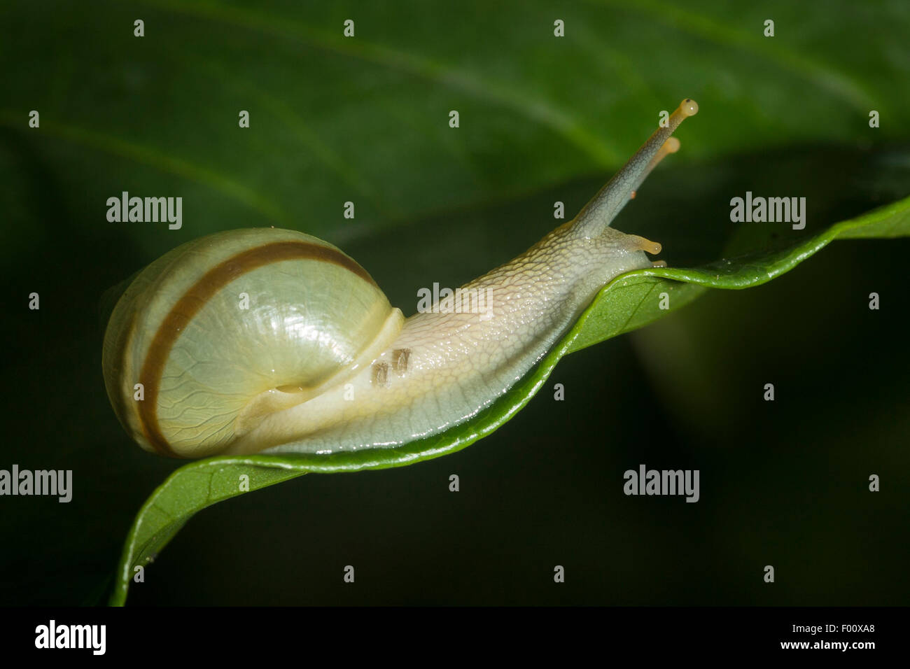 Striped snail hi-res stock photography and images - Alamy