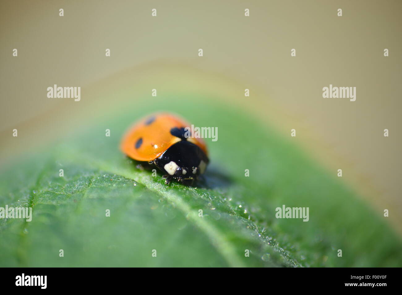 Magnified hi-res stock photography and images - Alamy
