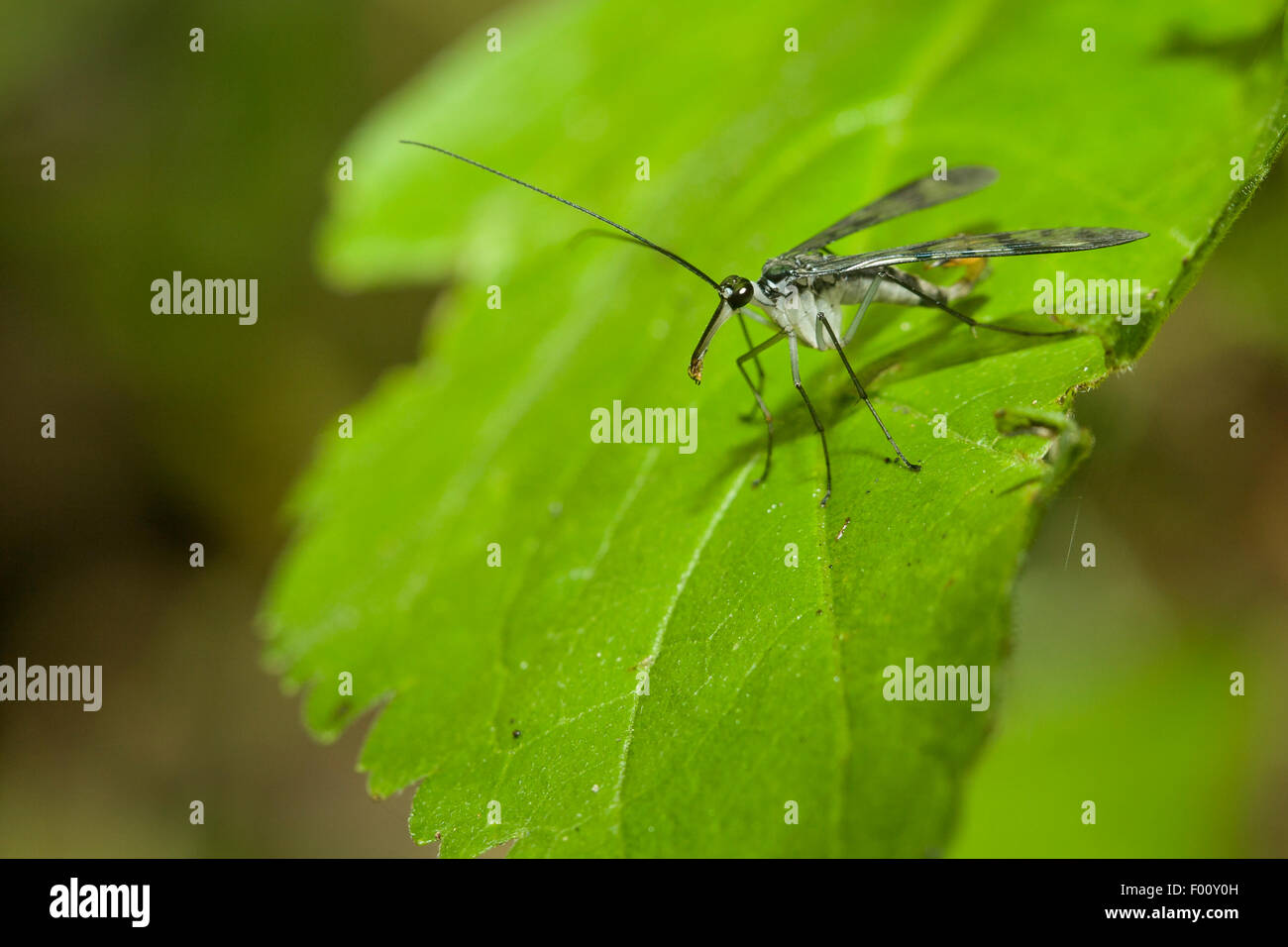 Scorpionfly hi-res stock photography and images - Alamy