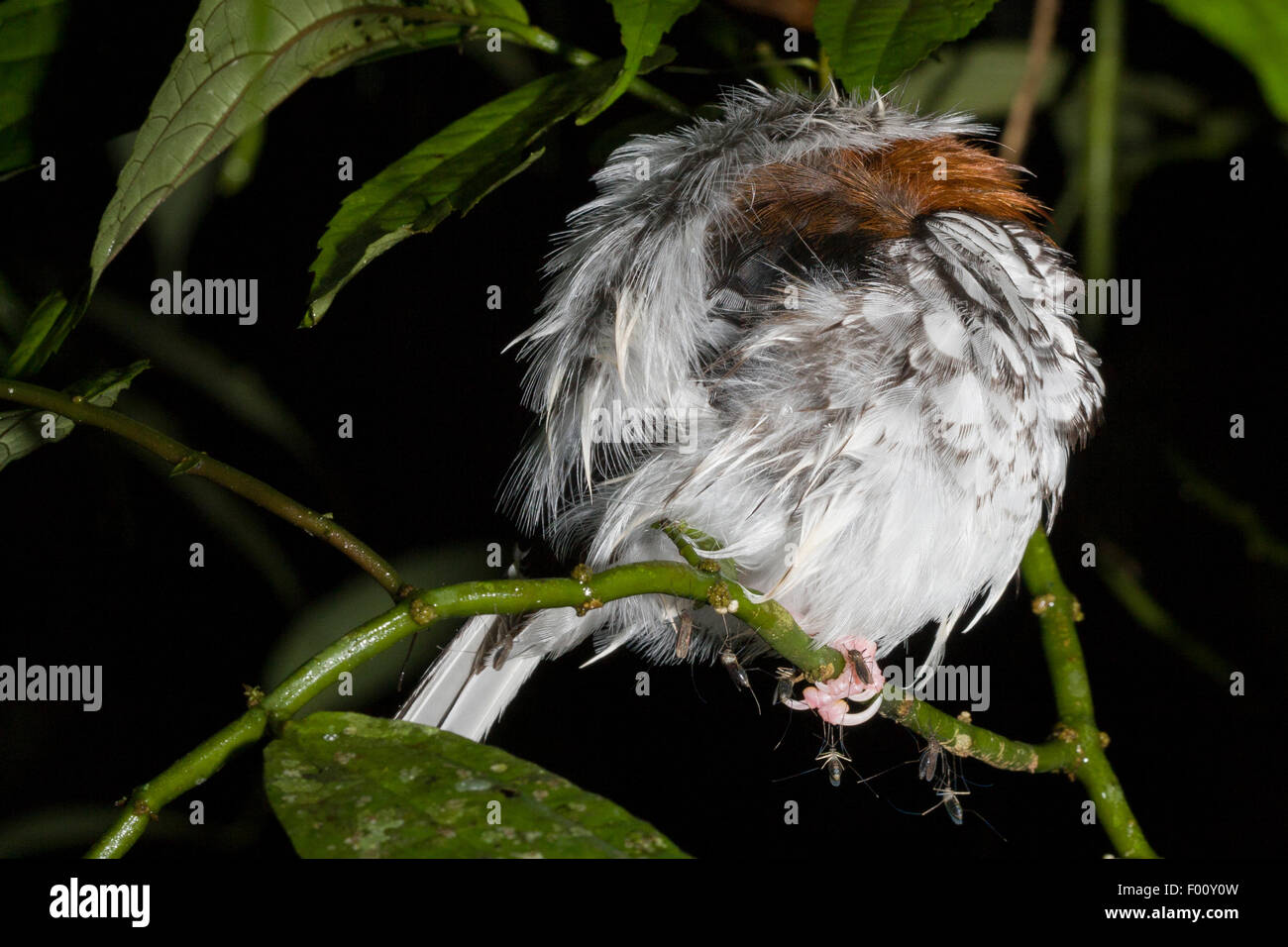 Mosquitoes cover the feet of a sleeping bird. Nighttime in Gunung ...
