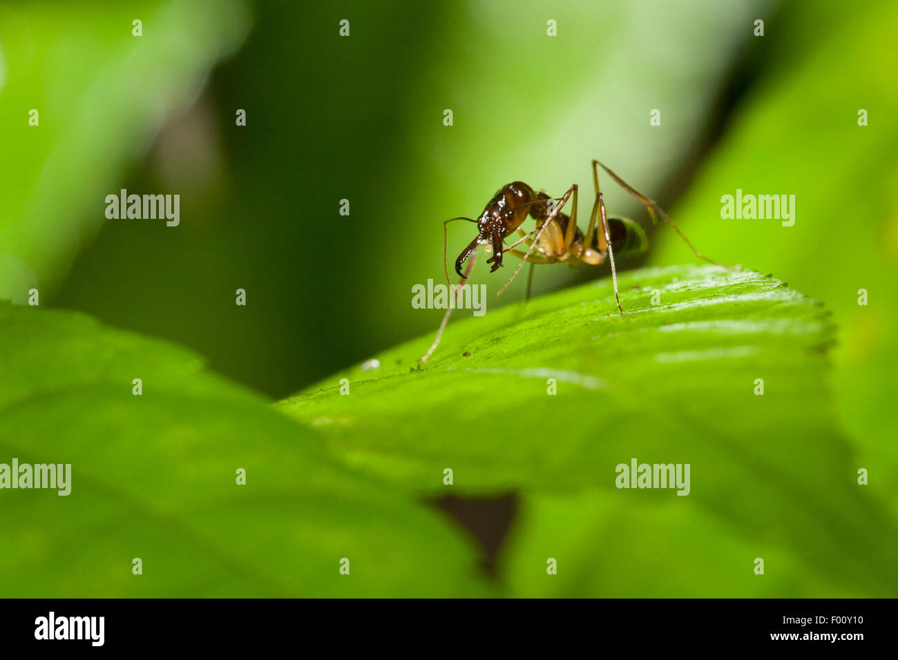 A trap jaw ant (Odontomachus sp.) grooming its formidable mandibles ...