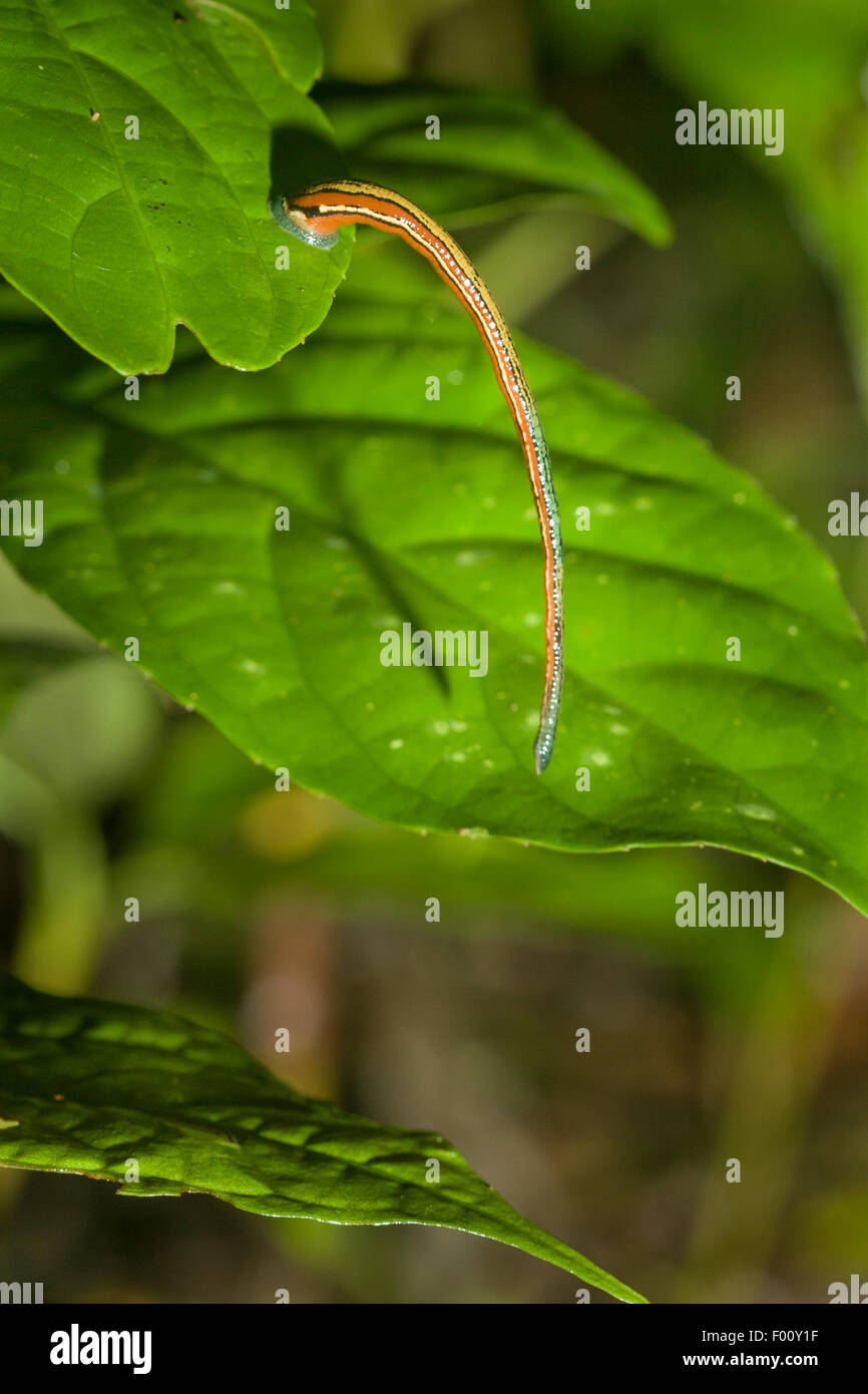 A colorful land leech perched on a leaf, waiting for a host to brush by ...