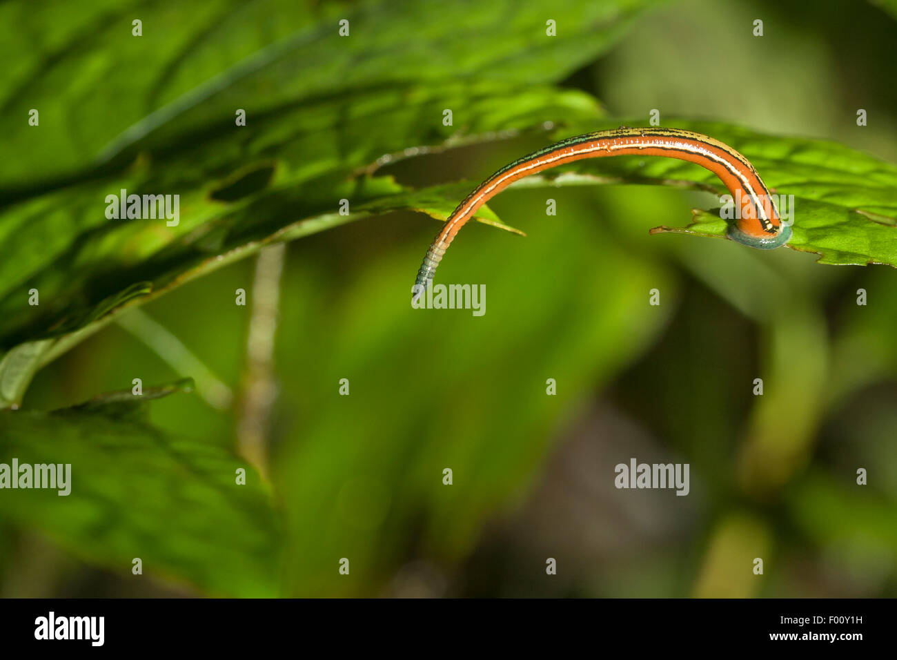 A colorful land leech perched on a leaf, waiting for a host to brush by ...