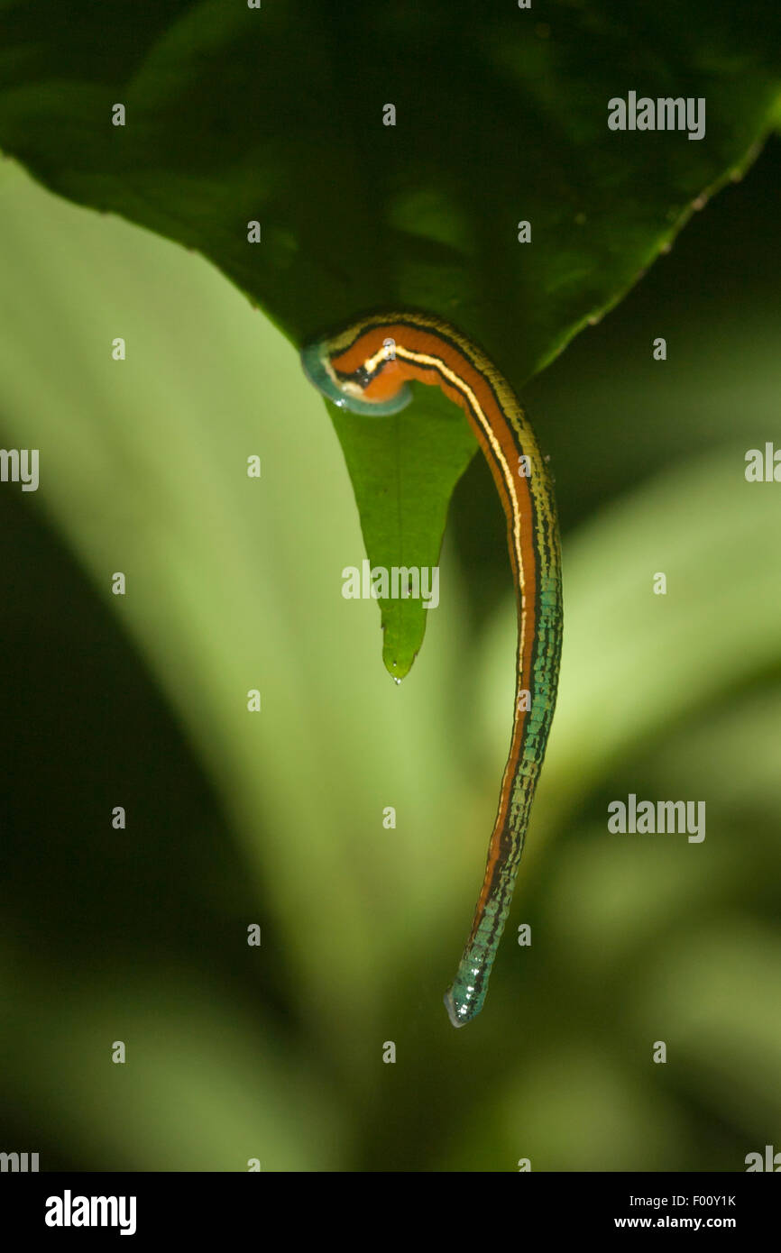 Tiger leech hi-res stock photography and images - Alamy